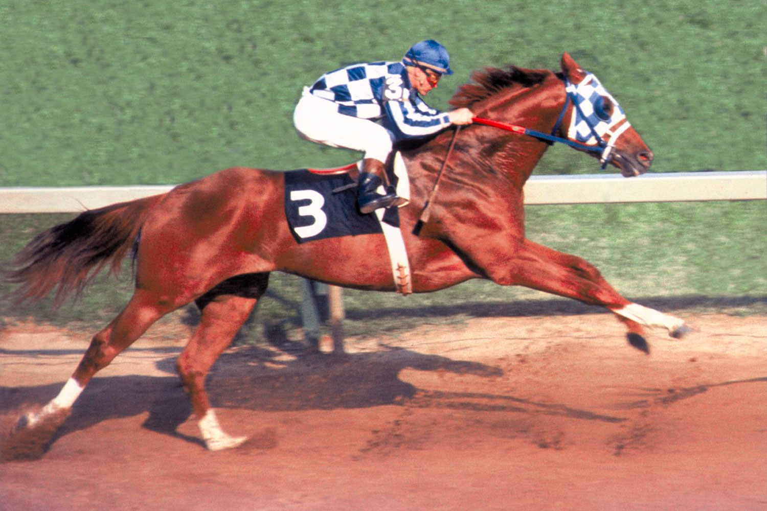 Noticias - A medio siglo del nacimiento de la leyenda de Secretariat ...